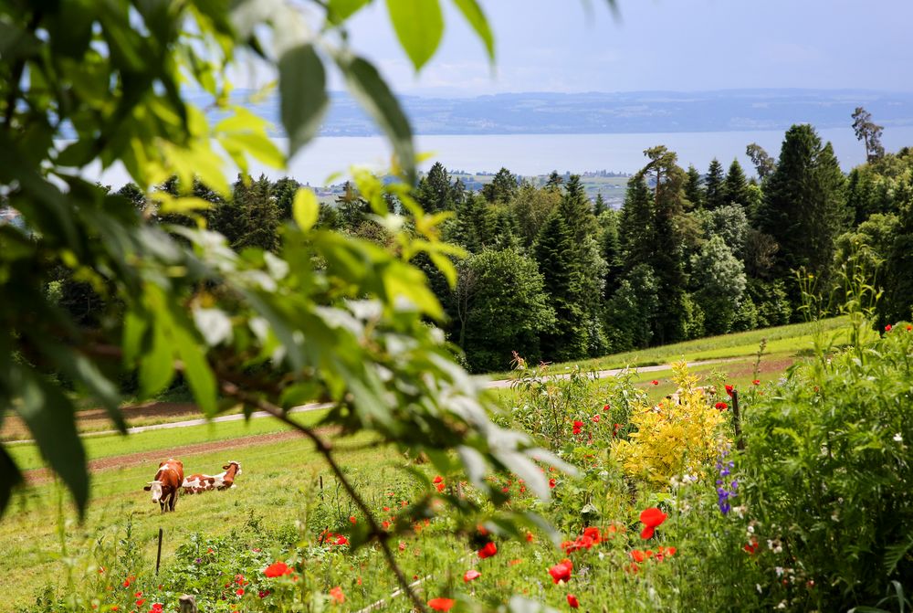L'Aubier | Wo das Leben spriesst...